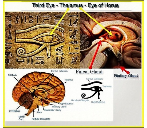 third-eye-pineal-gland - KARANNA